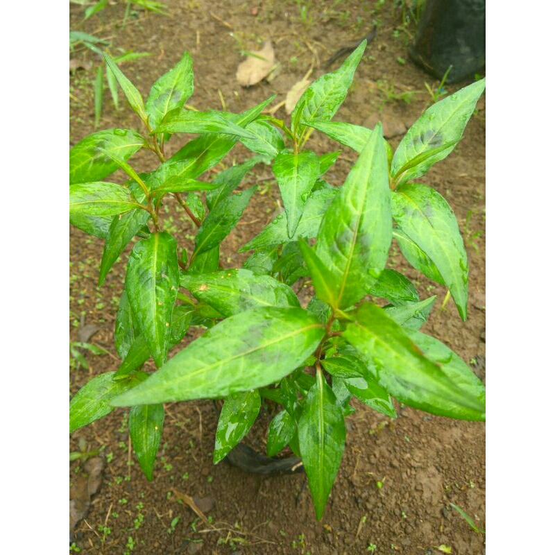 Jual Bibit Tanaman kesum Bibit Tanaman Daun kesum Daun laksa leaf ...