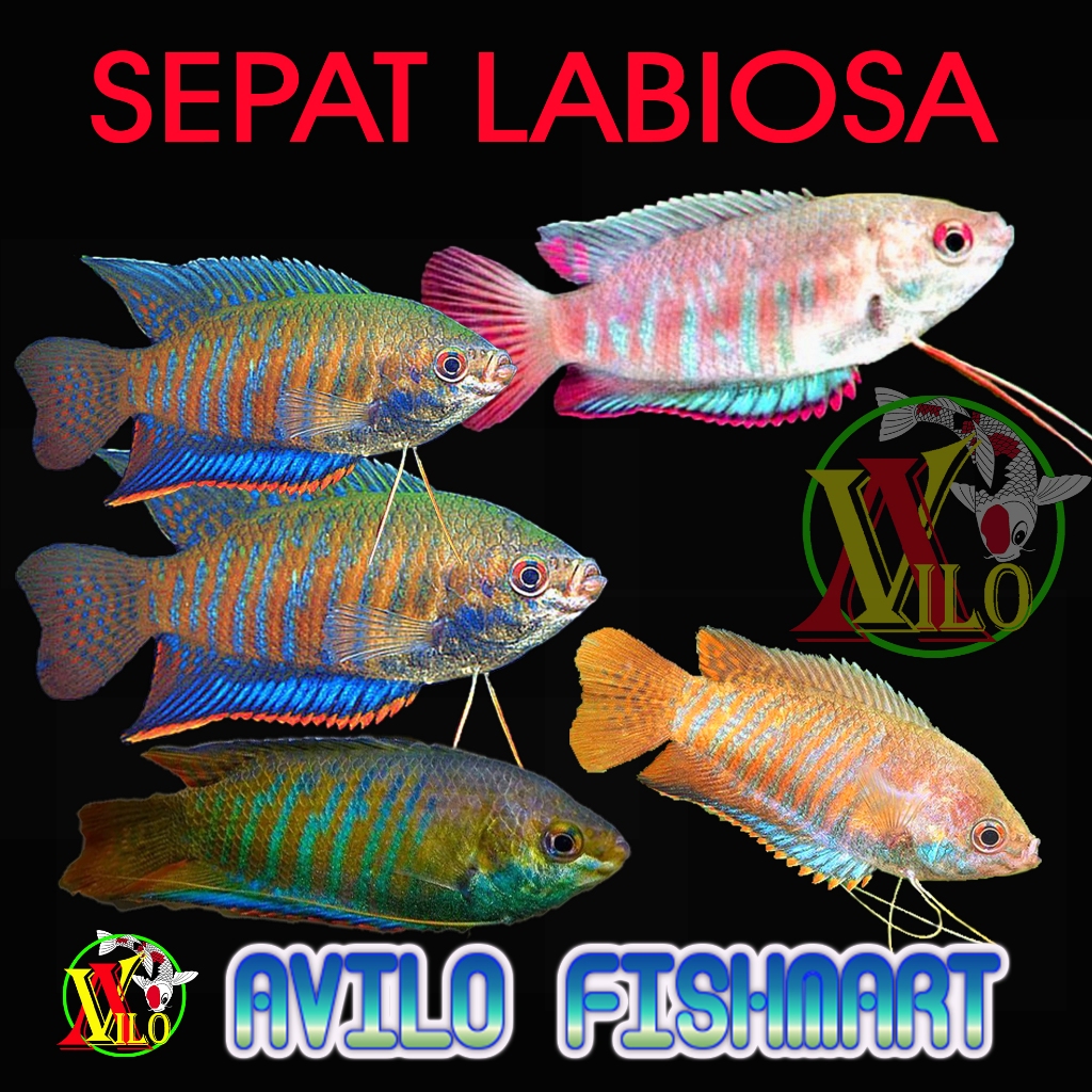 Jual ikan hias aquascape sepat labiosa banded colisa ikan hias | Shopee ...