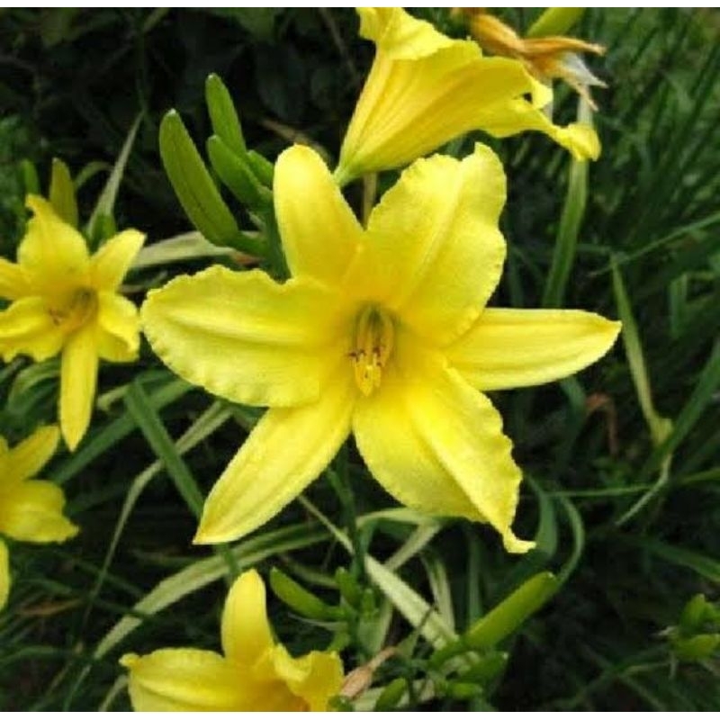 Jual tanaman bunga daylily | tanaman day lily | Shopee Indonesia