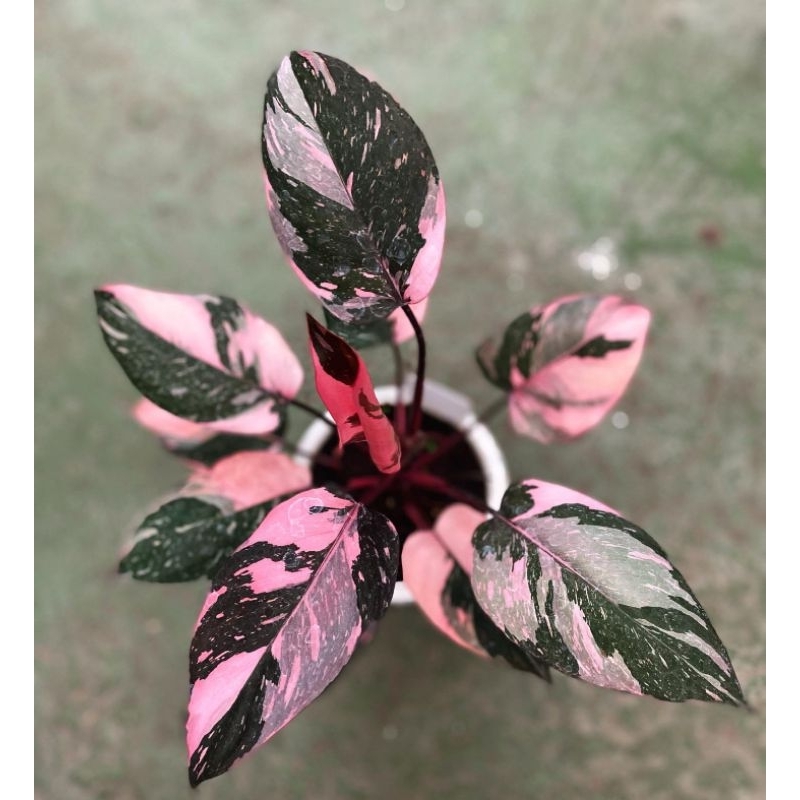 Jual philodendron pink princess marble varigata | Shopee Indonesia
