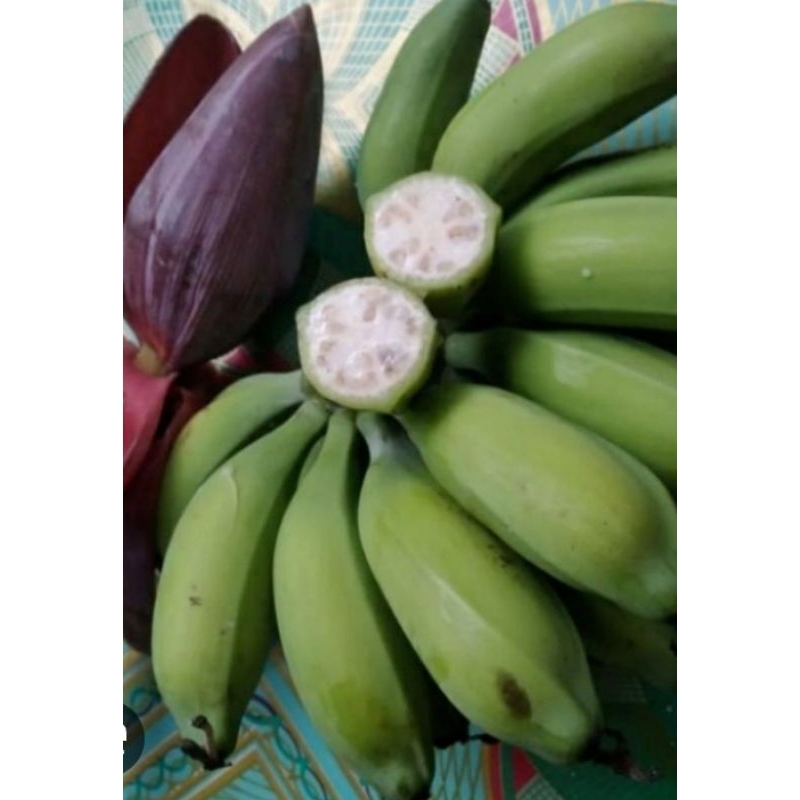 Jual pisang batu/klutuk muda fresh 1kg | Shopee Indonesia