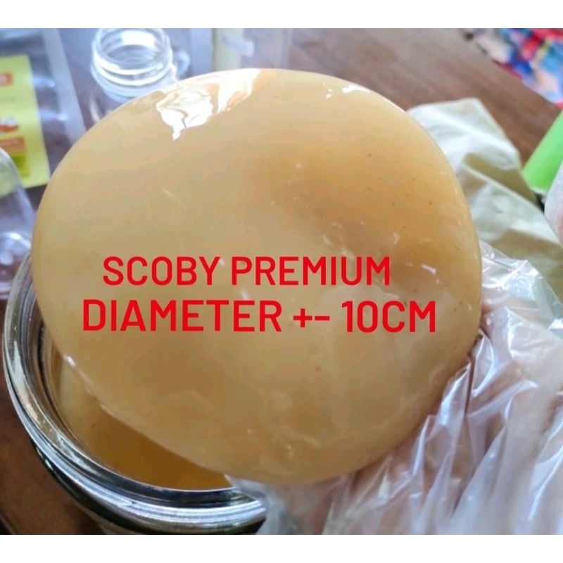 Jual Scoby sehat / Kombucha / Starter Premium By Aladien | Shopee Indonesia