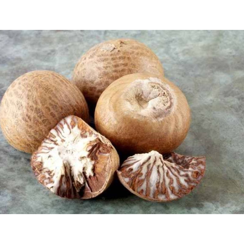 Jual Buah pinang tua berat 100g untuk obat herbal buah jambe | Shopee ...