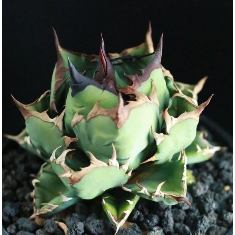 Jual Agave titanota "Kyoto" medium size | Shopee Indonesia