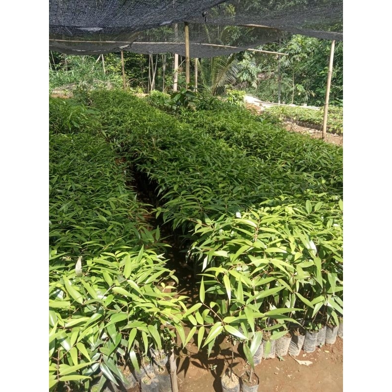 Jual Bibit Pohon Damar Tanaman Damar Tanaman Agathis Dammara Tinggi 30 ...