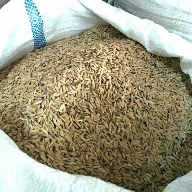 Jual Dijamin Sampai GABAH 1 KG | Shopee Indonesia
