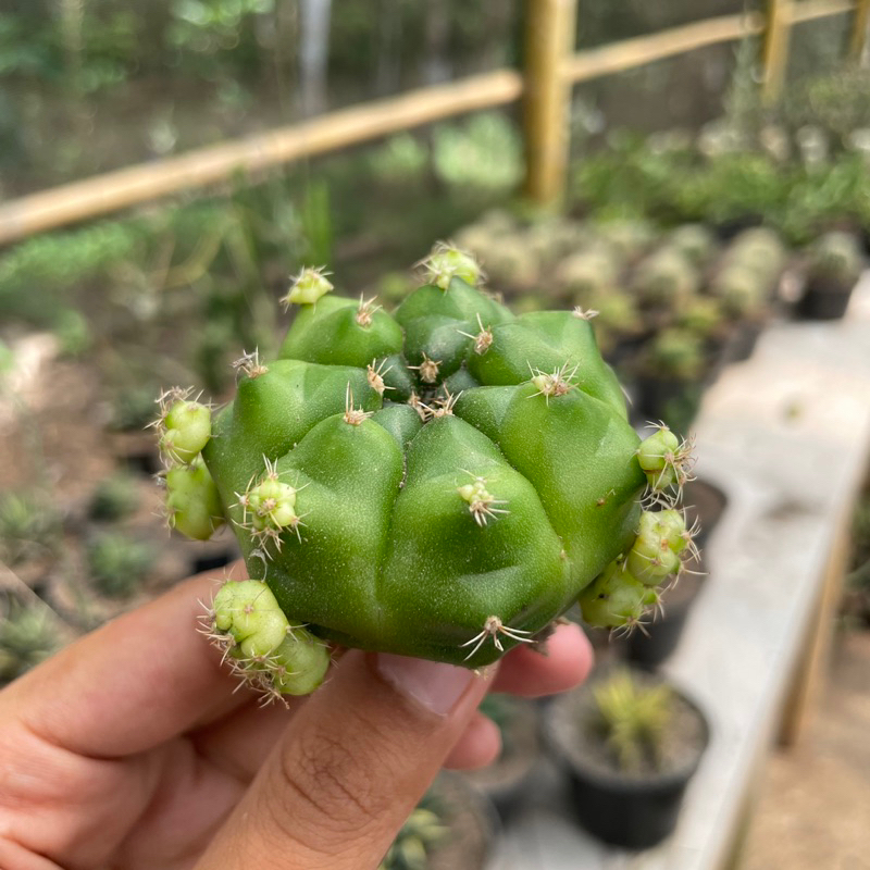 Jual Kaktus Gymnocalycium Damsii / Damsi Hijau | Shopee Indonesia