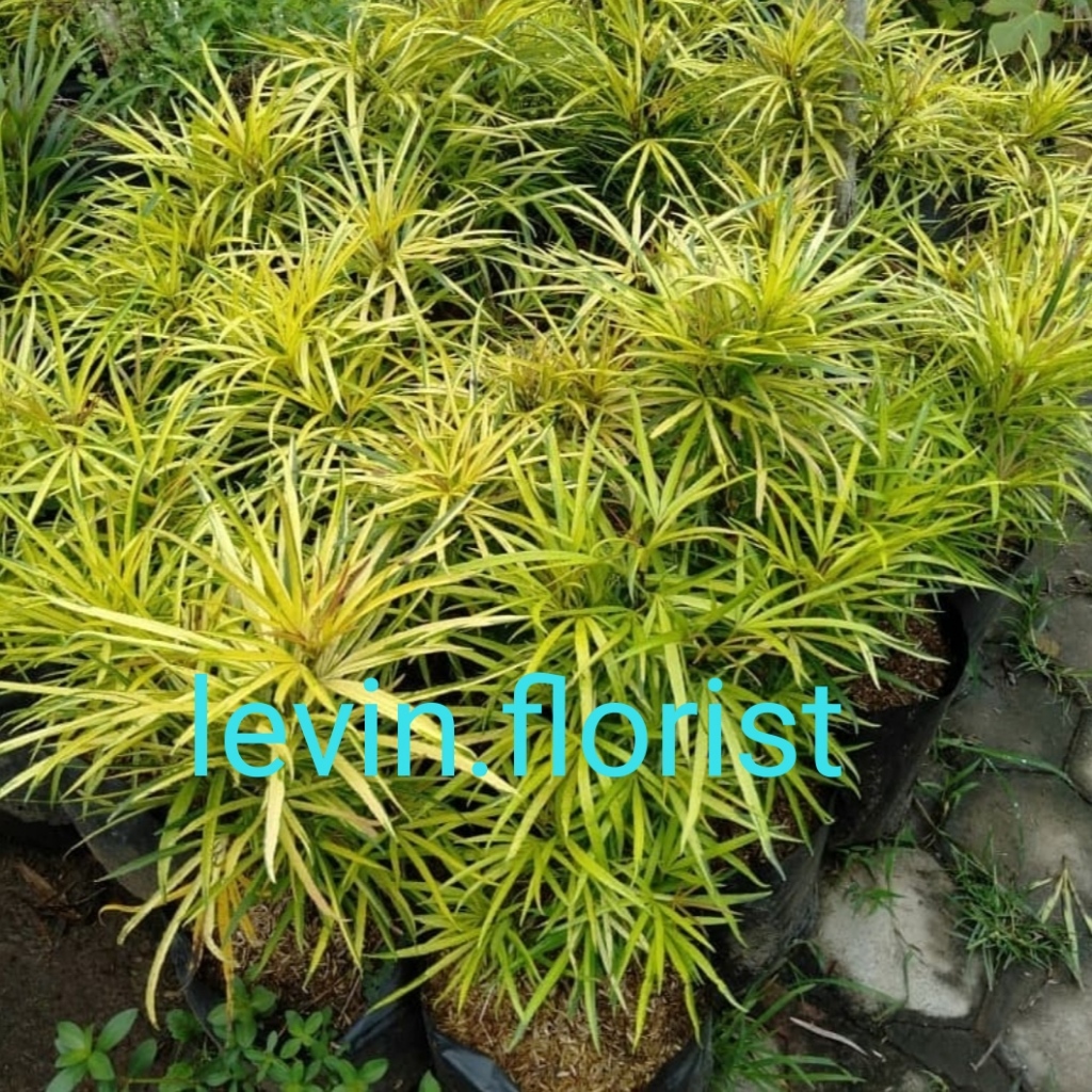 Jual Osmoxylon lineare / aralia aralea ararea kuning miagos Bush ...