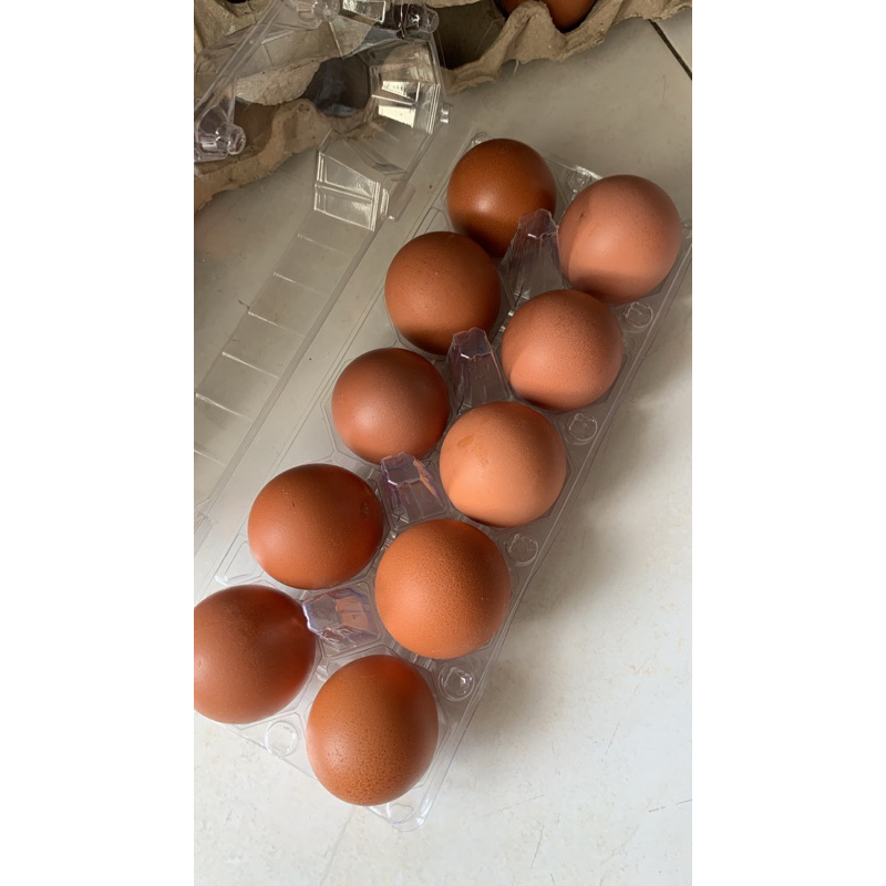 Jual [10butir] Telur Horen Biasa / Telur Ras / Telur Negeri (Kemasan ...