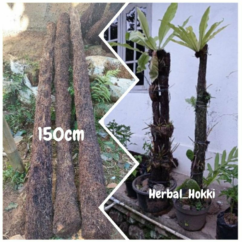 Jual batang pohon pakis media tanam anggrek tinggi 150cm | Shopee Indonesia