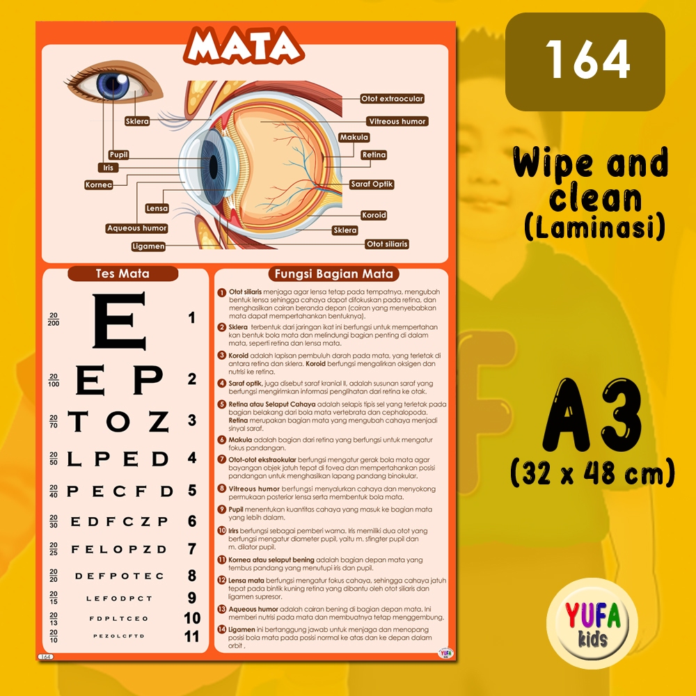 Jual 164 Poster anatomi mata - Poster Edukasi Anak - Poster belajar ...