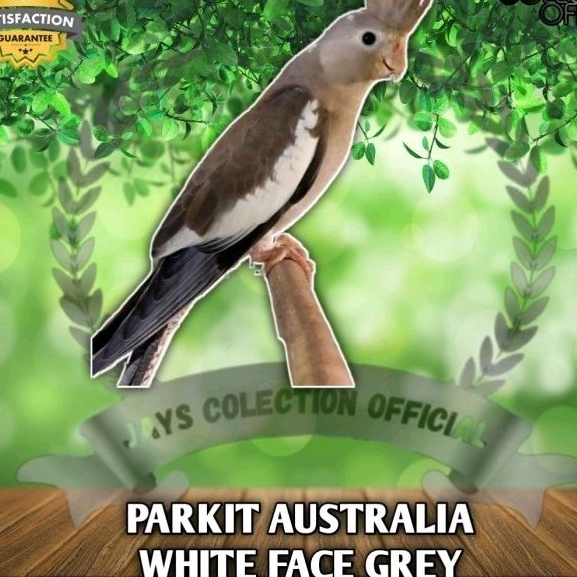 Jual BURUNG PARKIT AUSTRALIA / FALK WHITE FACE | Shopee Indonesia