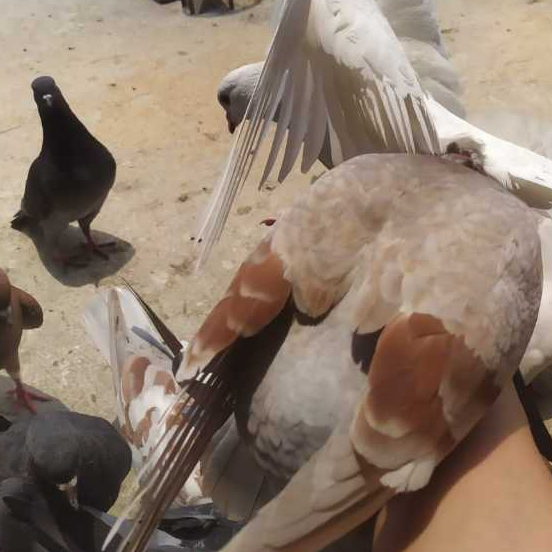 Jual Burung Merpati Sepasang Jodohan - Burung Dara - Burung Merpati ...