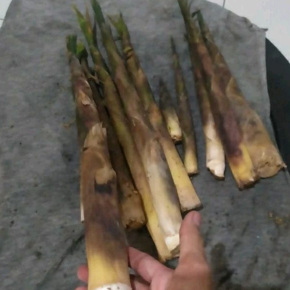 Jual rebung bambu jepang / anak bambu untuk di masak 1kg | Shopee Indonesia