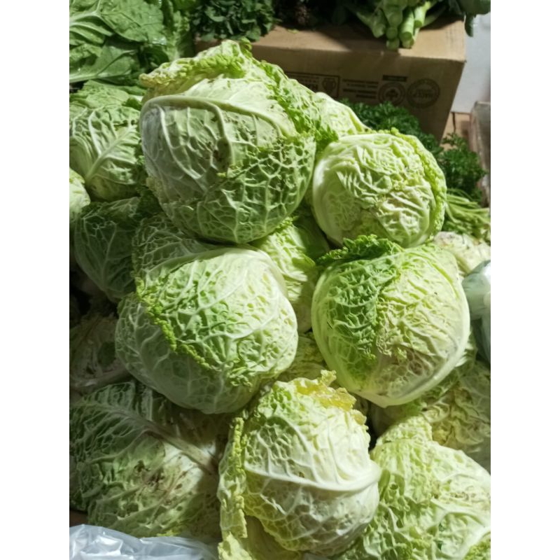 Jual BSM | TERMURAH Kubis Savoy Segar 1kg / Kubis Hijau Savoi / Kubis ...