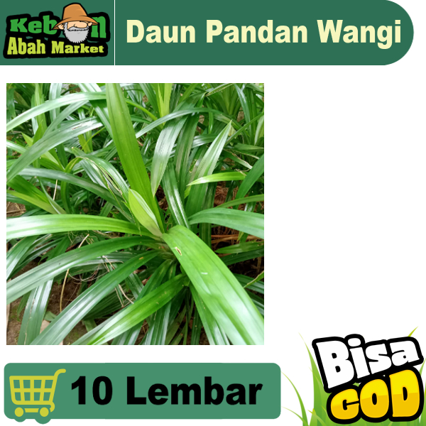 Jual Daun Pandan Wangi Daunnya Saja 10 Lembar Obat Herbal | Shopee ...