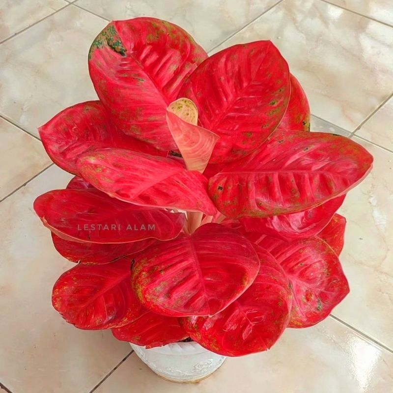 Jual Tanaman Hias Aglonema Wulandari Bunga Hias Aglonema Aglaonema ...