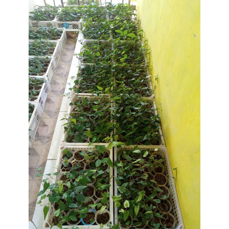 Jual Bibit Cabe Jamu (SUPER) | Shopee Indonesia