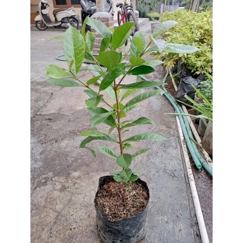 Jual Bibit Tanaman Daun Salam - Bibit Daun Salam - Bibit Bay-Leaf ...
