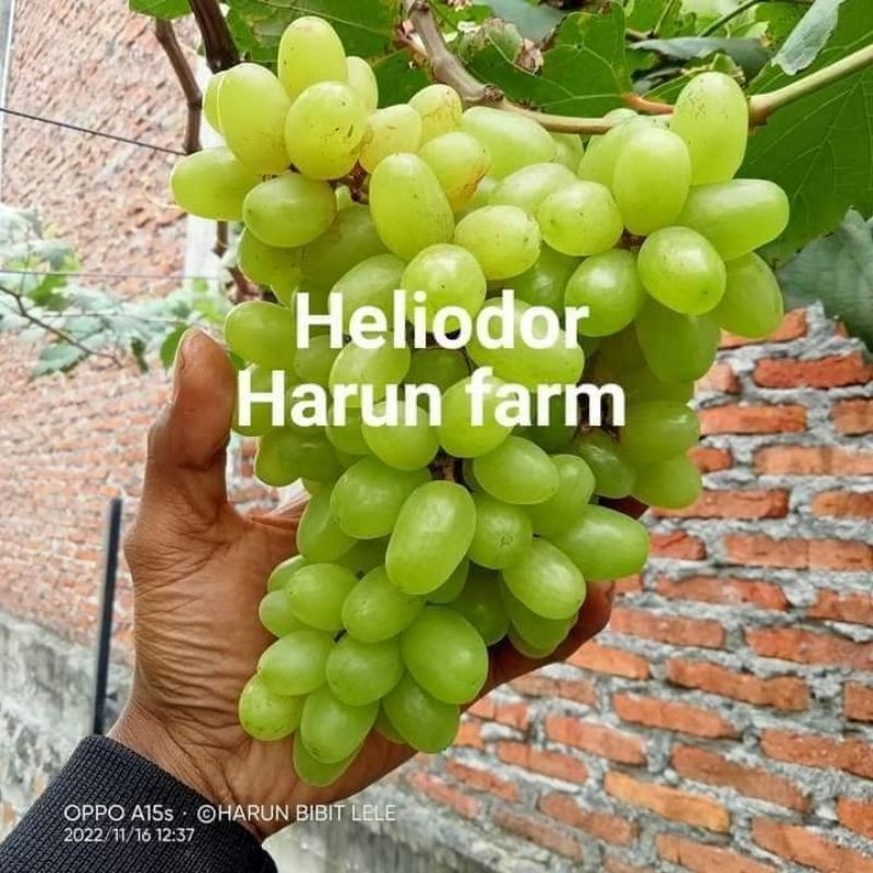Jual Heliodor | Shopee Indonesia