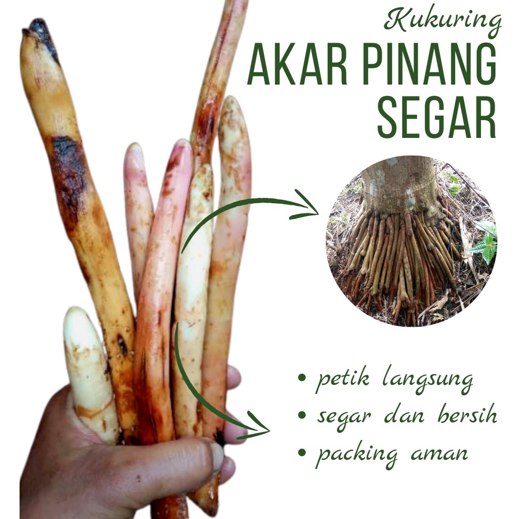 Jual KUKURING Akar Pohon Pinang Segar Tua Dan Muda Herbal Pria Dewasa ...