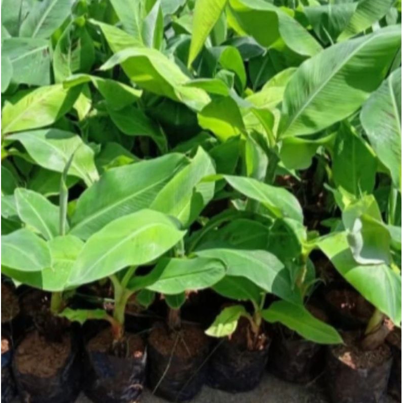 Jual bibit pisang raja nangka | Shopee Indonesia