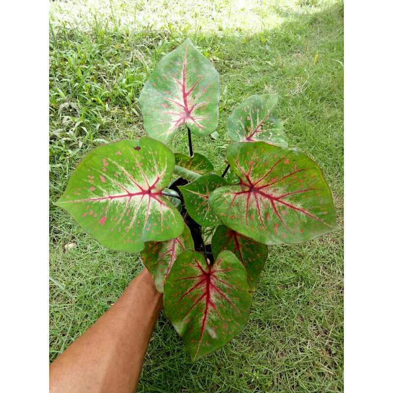 Jual Caladium/Keladi Hybrid | Shopee Indonesia