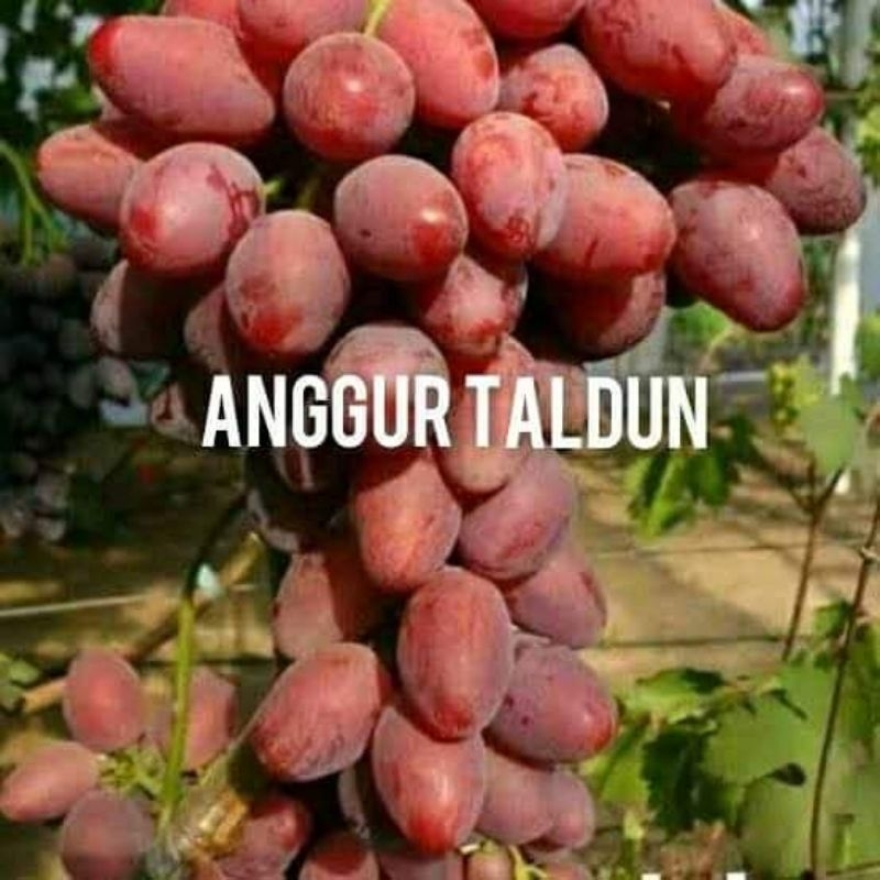 Jual 3 bibit anggur import hasil grafting hasil okulasi bisa tabulampot ...