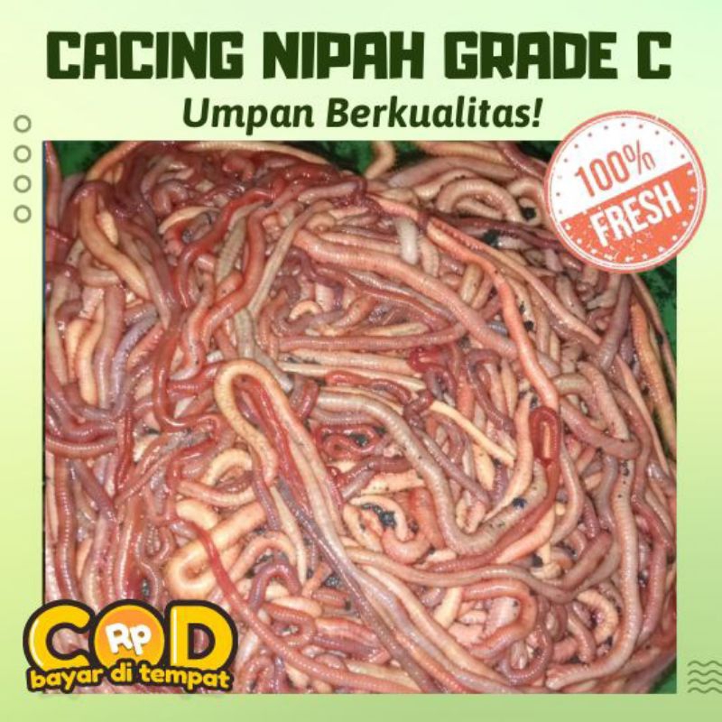 Jual CACING NIPAH GRADE C | Shopee Indonesia
