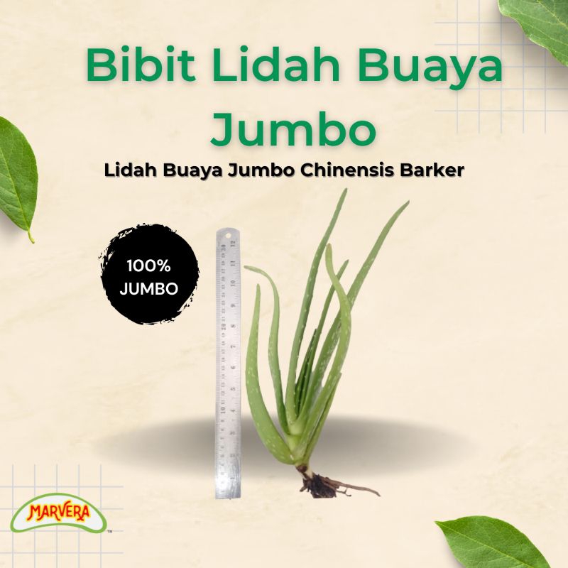 Jual Bibit Lidah Buaya Aloevera Jumbo Chinensis Shopee Indonesia