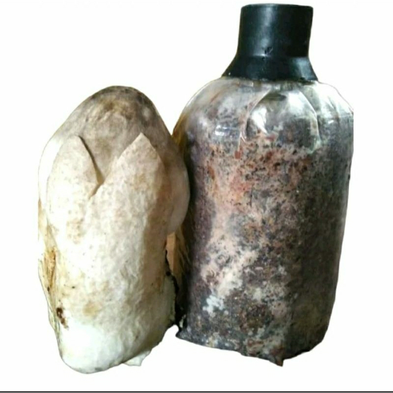 Jual BIBIT JAMUR MERANG HITAM/PUTIH KEMASAN BESAR 1 Pcs | Shopee Indonesia