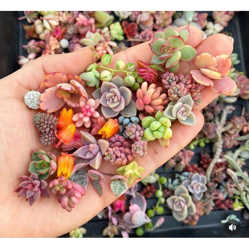 Jual Kaktus sukulen mini Fress cutting (Belum berakar) cocok buat ...
