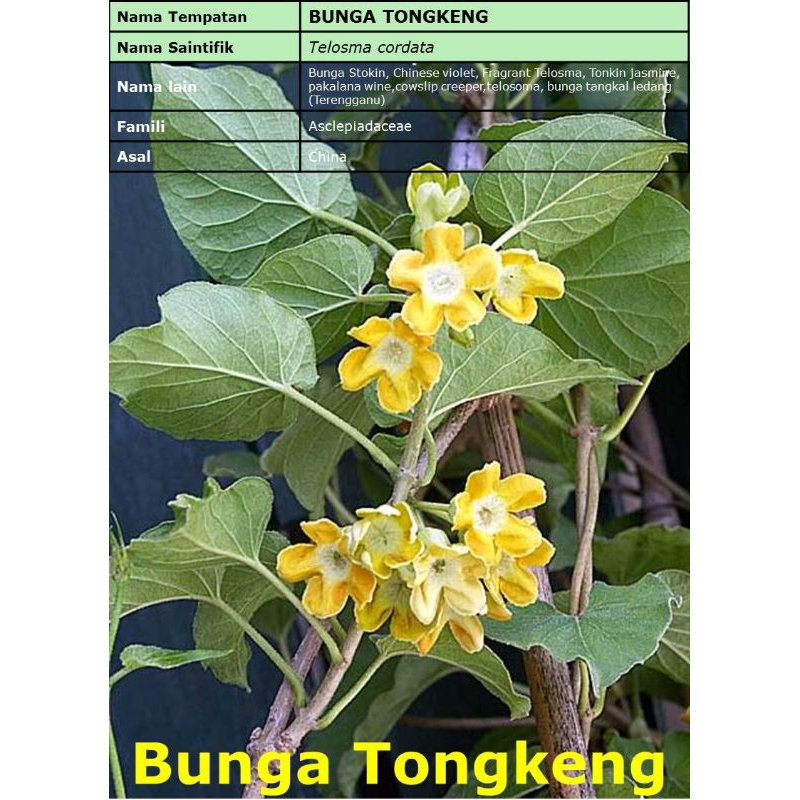 Jual tanaman bunga jalar tongkeng wangi impor tanaman ini terkenal ...