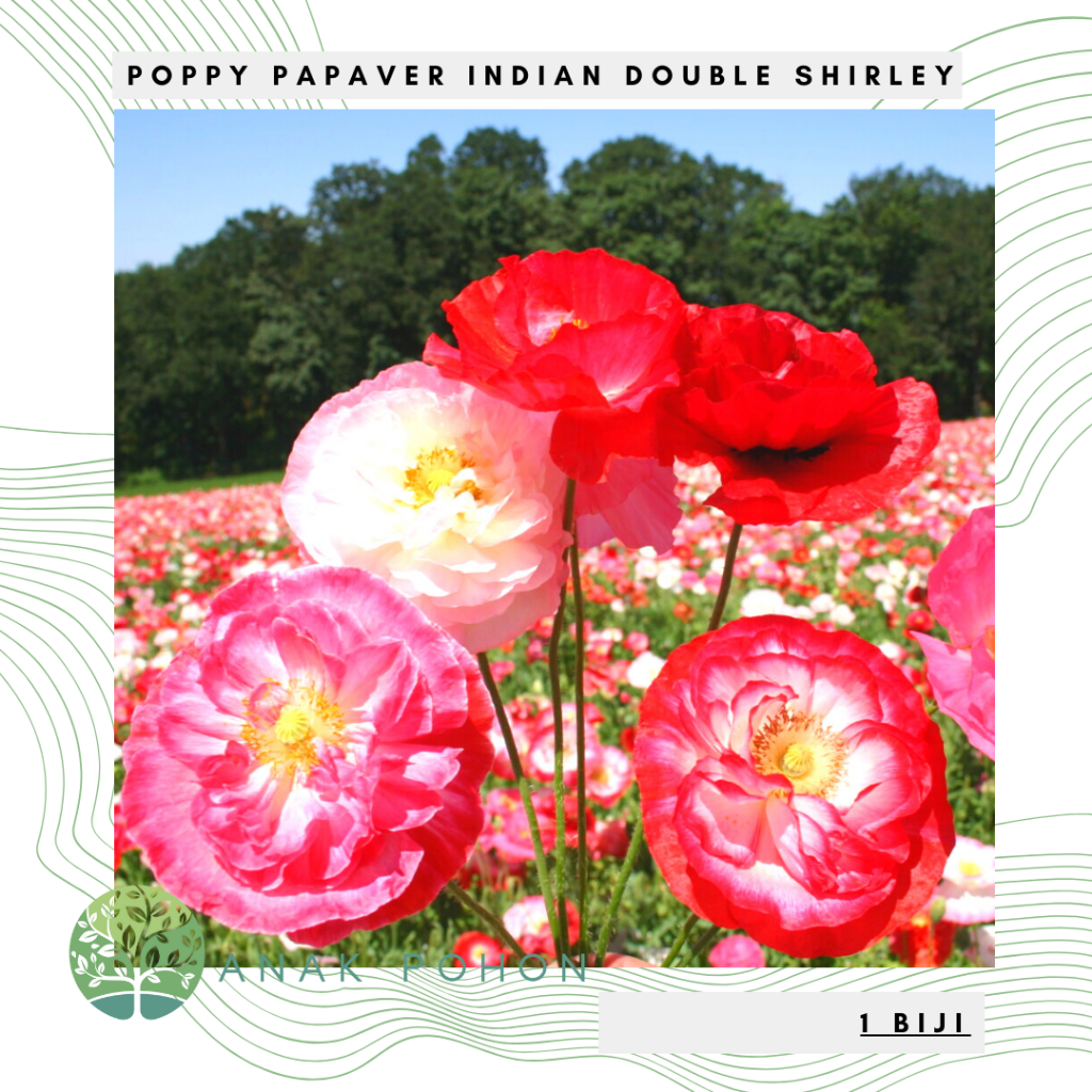 Jual Benih Bibit Biji - Bunga Poppy Papaver Indian Double Shirley ...