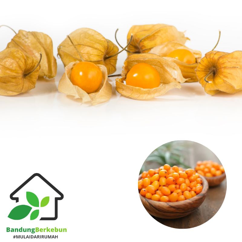 Jual BENIH/BIBIT/BIJI GOLDEN BERRY | CIPLUKAN (ISI 20 BIJI) | Shopee ...