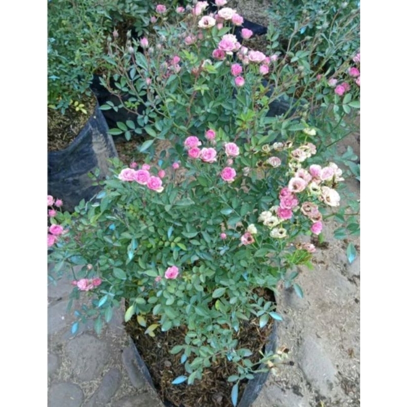 Jual Tanaman hias - Indukan Mawar Baby Rose | Shopee Indonesia