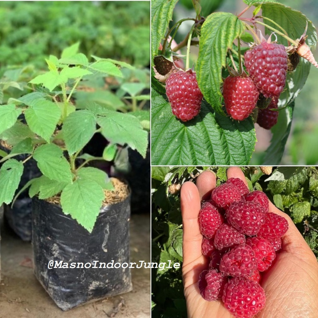 Jual Tanaman Buah Raspberry Import Polka ( Asli ) - Bibit Tanaman Berry ...