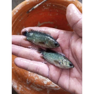 Jual Ikan Betok Terlengkap & Harga Terbaru Juni 2024 | Shopee Indonesia