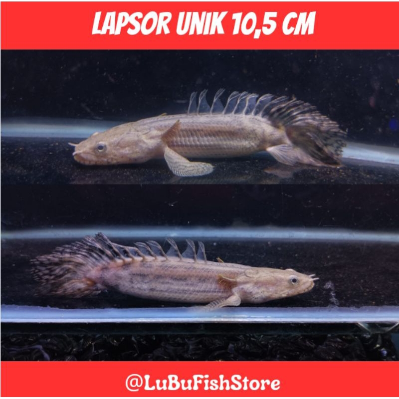 Jual Palmas Lapsor (Lapradei x Ansorgi) Unik Setengah Badan 10,5cm ...
