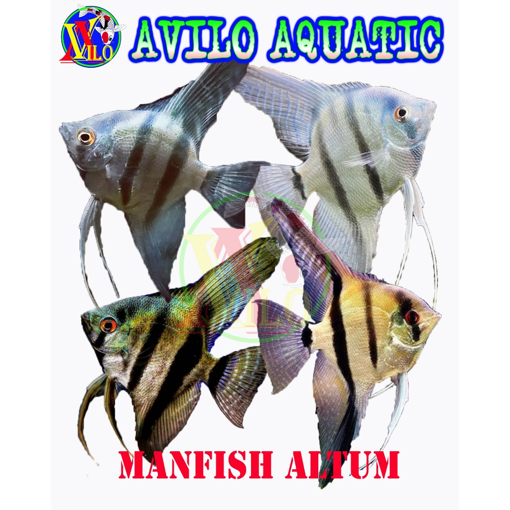 Jual ikan hias manfish layang angelfish altum uk sedang | Shopee Indonesia