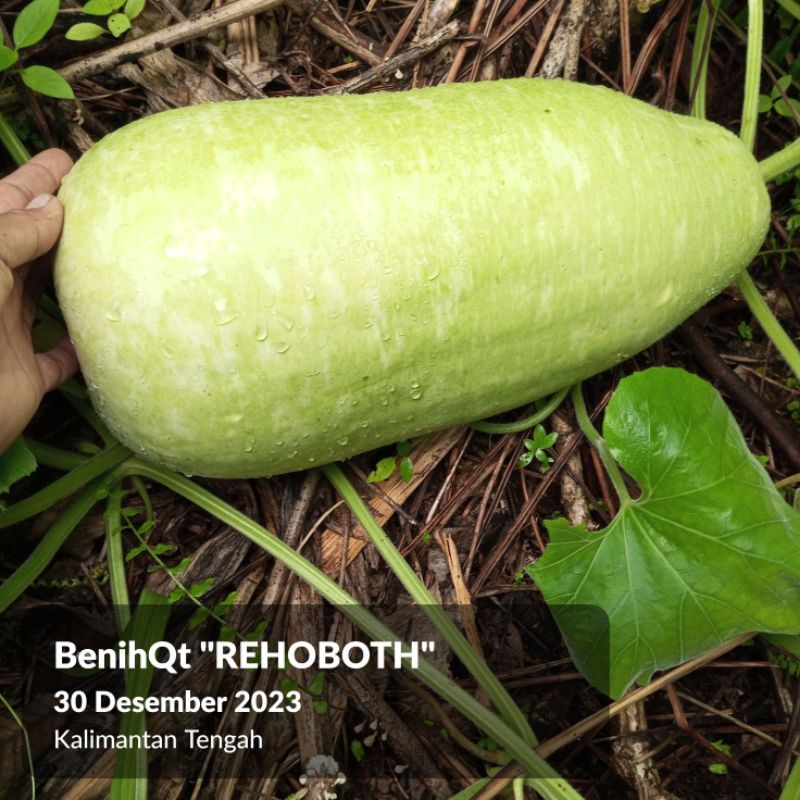 Jual Bibit benih labu air putih bulat lonjong daging tebal 25 biji ...