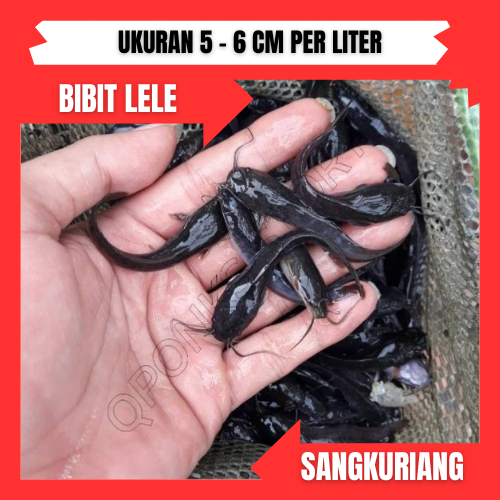 Jual bibit lele ukuran 5-6 cm per liter | Shopee Indonesia