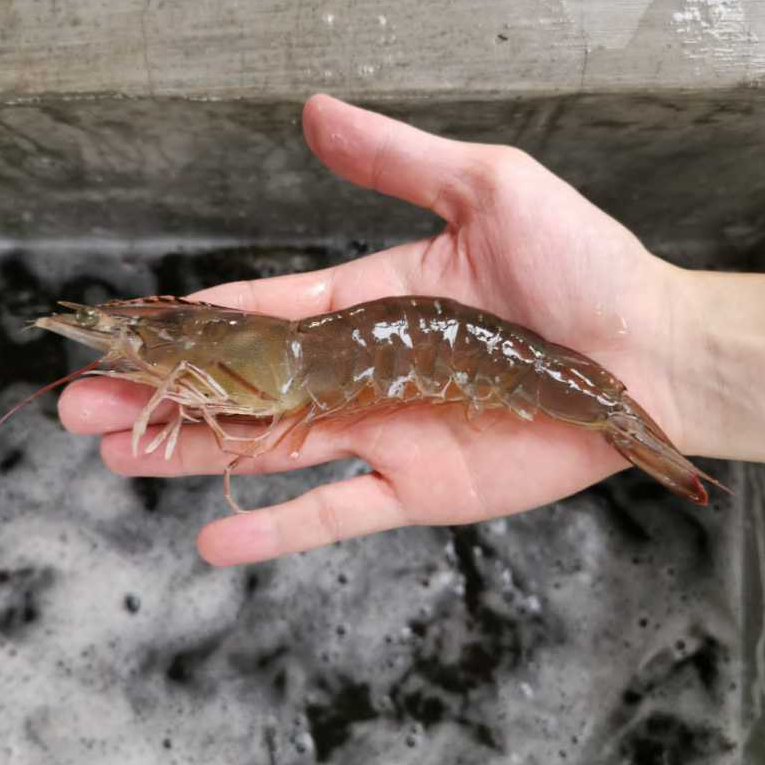 Jual Udang Vaname Besar 1kg 35 Ekor Segar Fresh Frozen / Udang Vaname ...