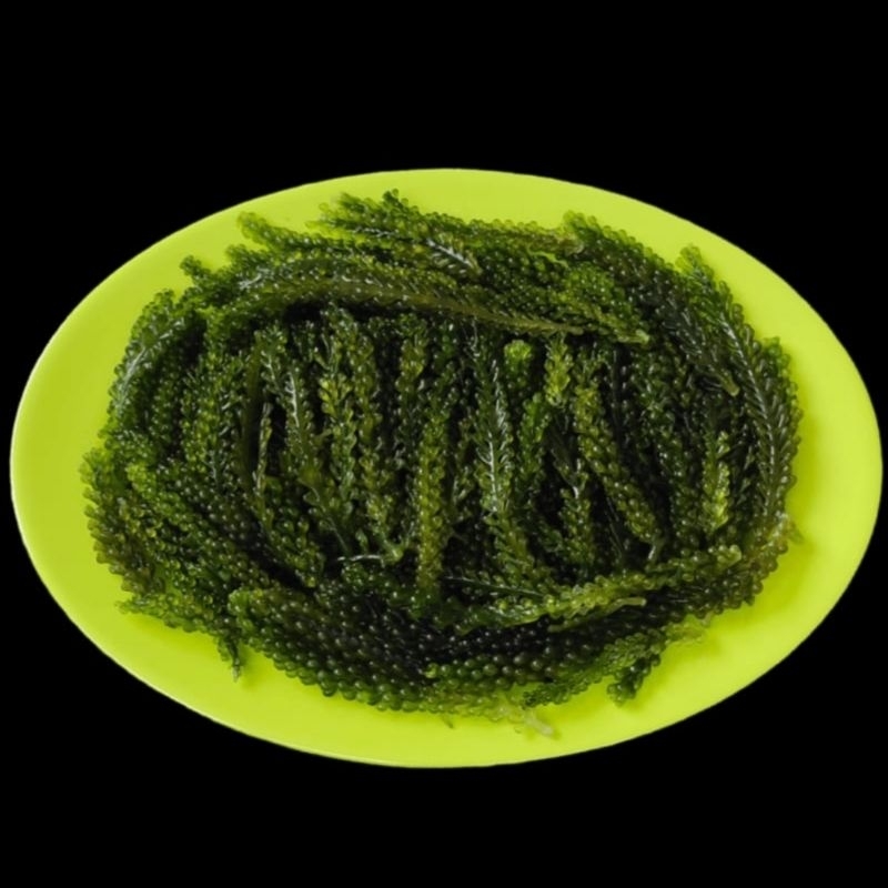 Jual Lukuk Lumay Anggur Laut Dehidrasi / Dehydrated Sea Grapes 50g ...