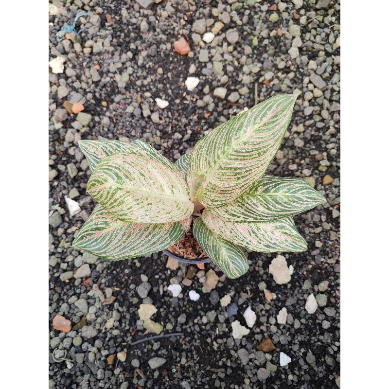 Jual aglaonema golden hope | Shopee Indonesia