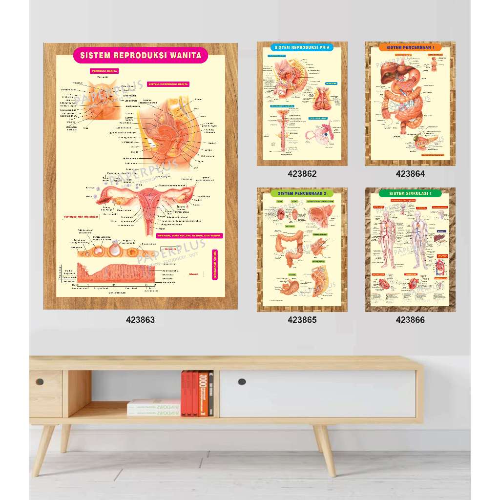 Jual Poster Kedokteran / Kesehatan / A3 Plus / Reproduksi Wanita / 583 ...