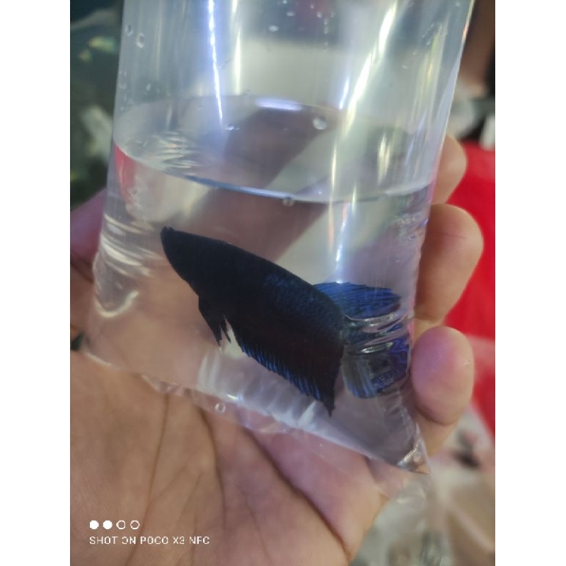 Jual Cupang bagan / aduan size xl | Shopee Indonesia