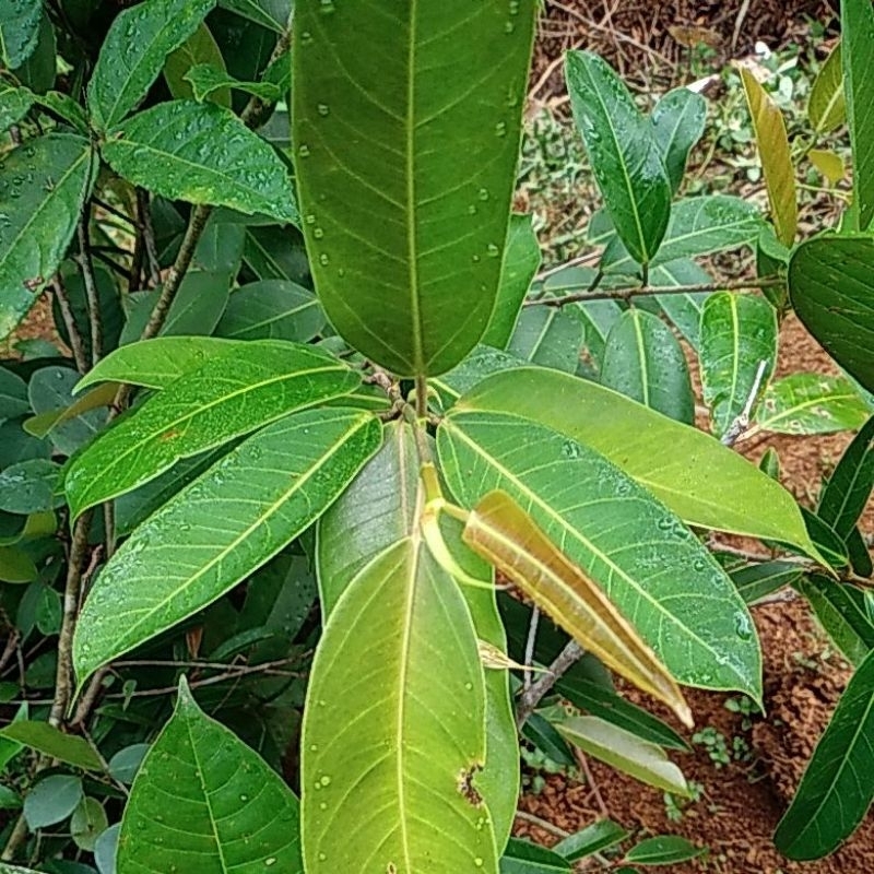 Jual ficus sundaica | Shopee Indonesia