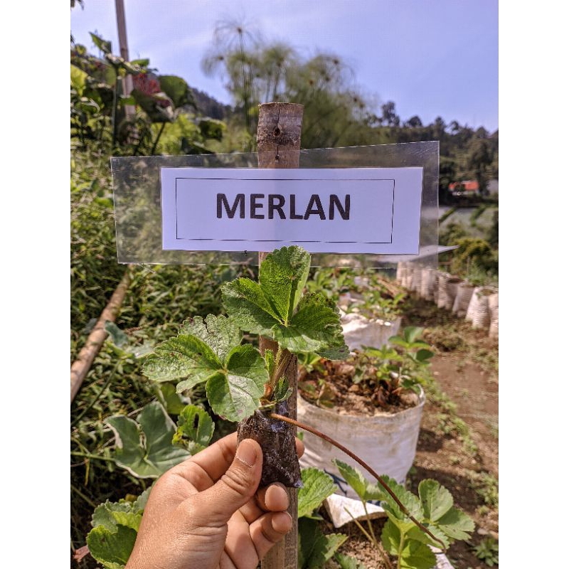 Jual PETANI MILENIAL - Bibit Strawberry Merlan Siap Tanam | Shopee ...