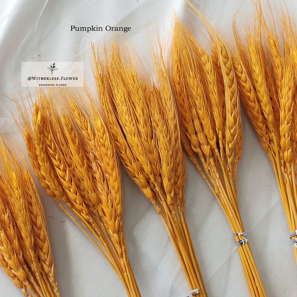 Jual 15 Tangkai Dried Wheat Flower Gandum / Dried Flower / Bunga Kering ...